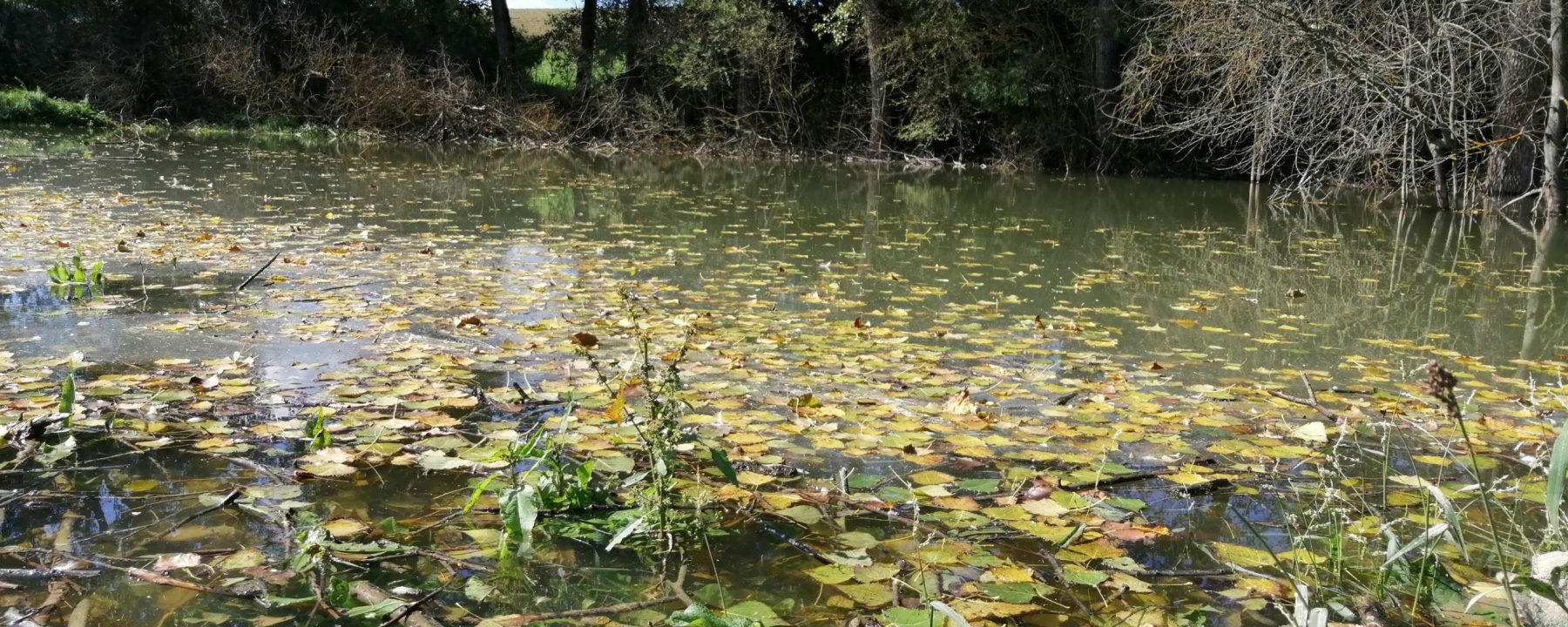 cropped-IMG_20190913_112511.jpg – Bioklimatický Park Drienová